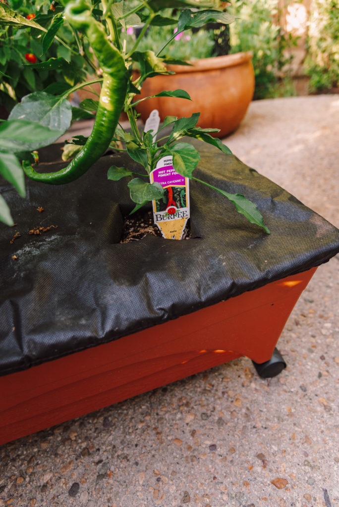 Gardening with Burpee Plants